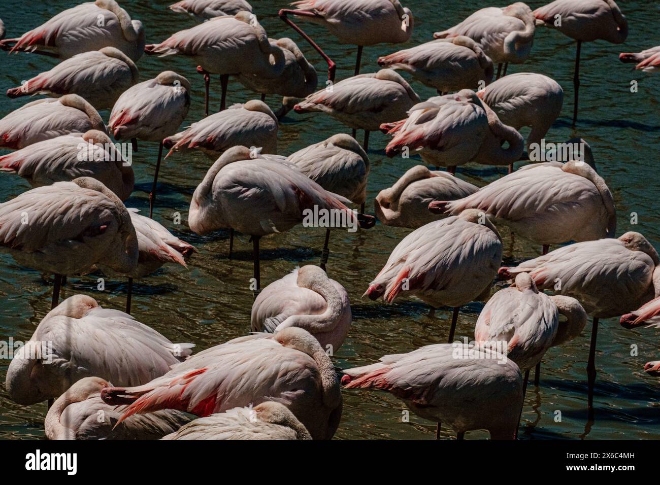 Marsh setting hi-res stock photography and images - Alamy
