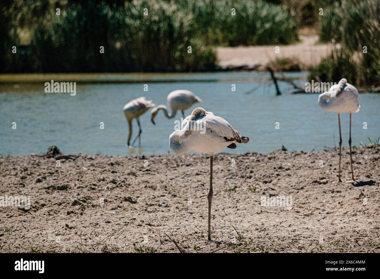 Flamingos resting and foraging on muddy riverbank Stock Photo - Alamy