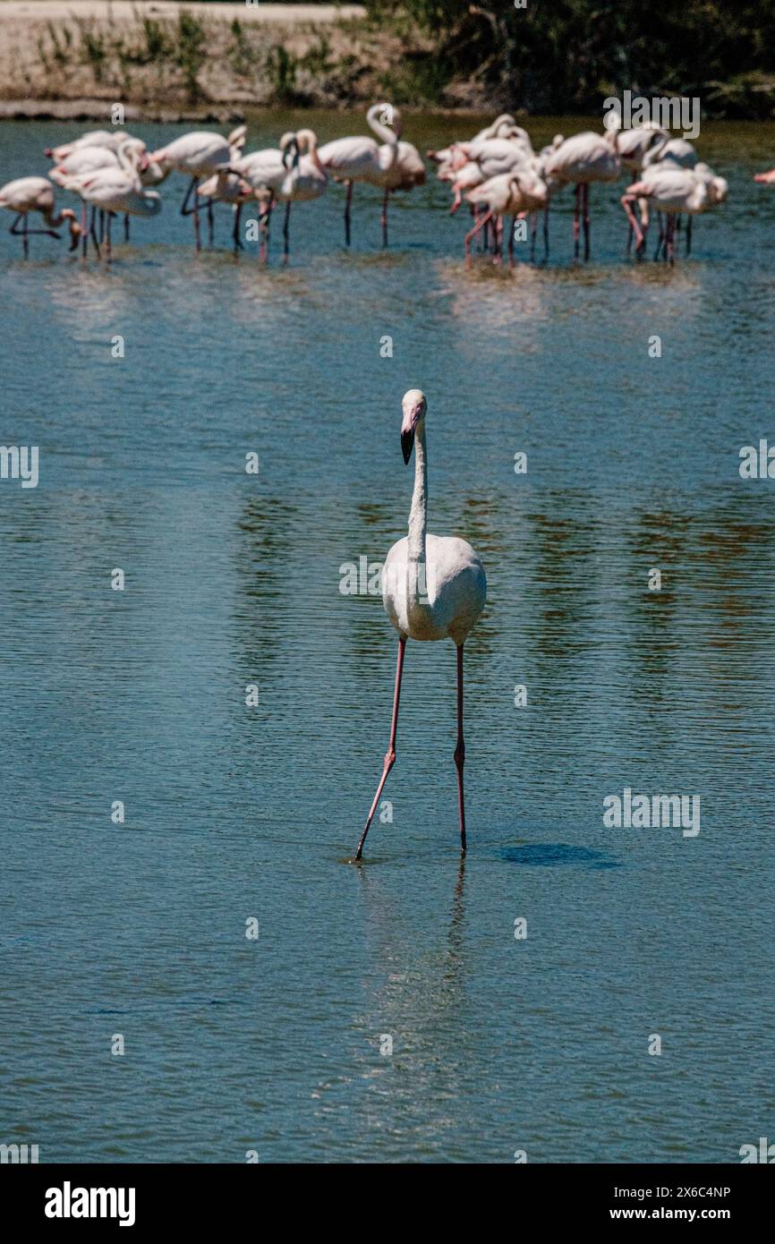 Elegant flamingo wading through marsh at Parc Ornithologique Stock ...