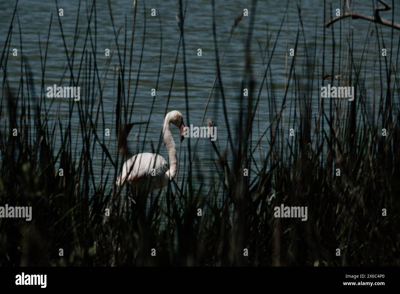 Elegant flamingo wading through marsh at Parc Ornithologique Stock ...