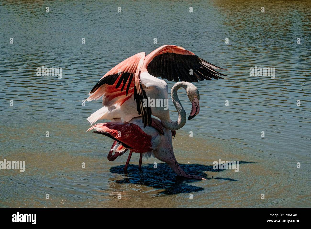 Two flamingos mating in shallow water, wings spread Stock Photo - Alamy