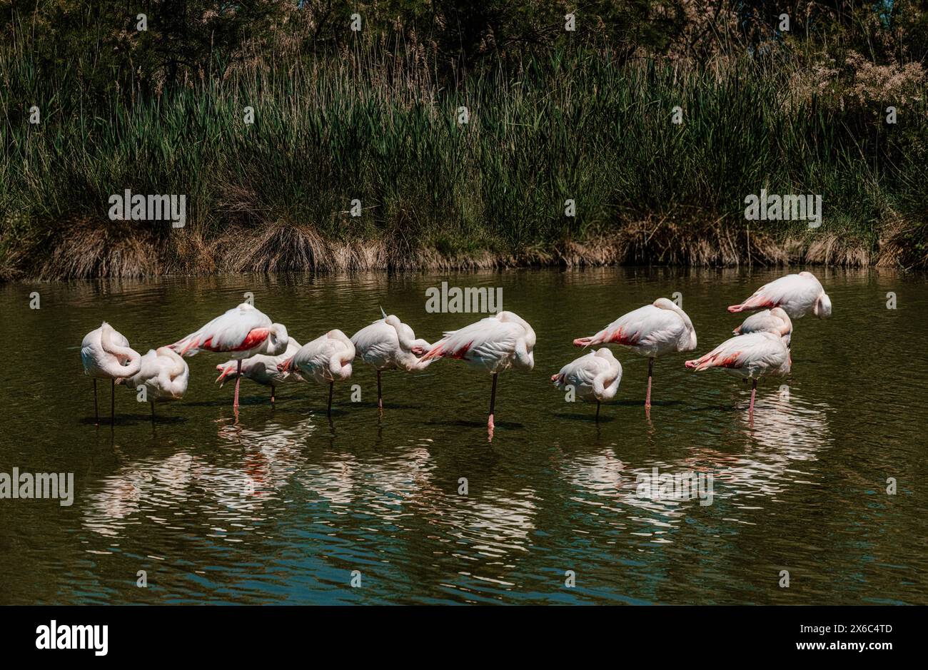 Tranquil marshland setting hi-res stock photography and images - Alamy