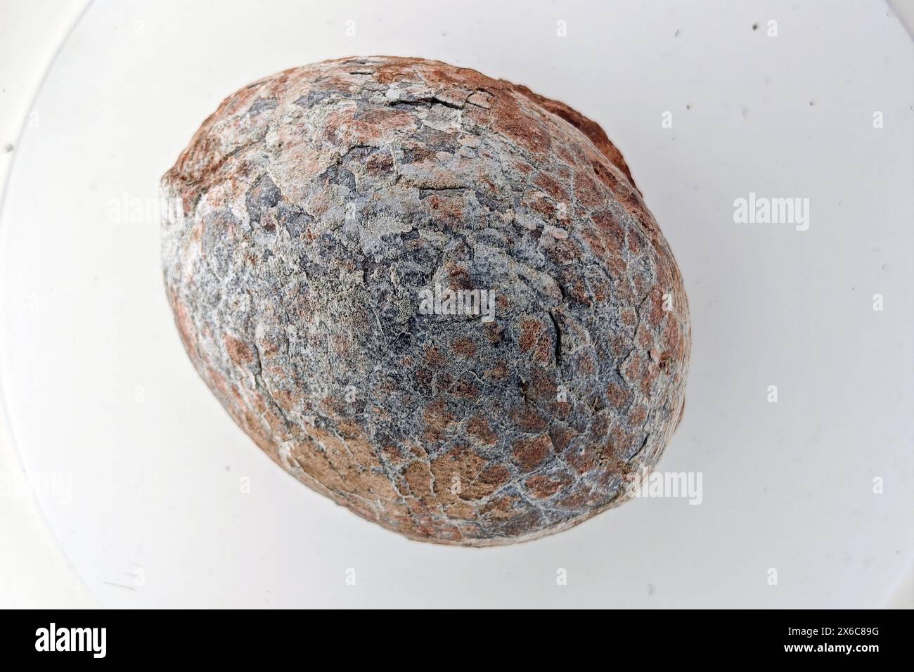 BEIJING, CHINA - MAY 2, 2024 - A fossilized dinosaur egg on display at ...