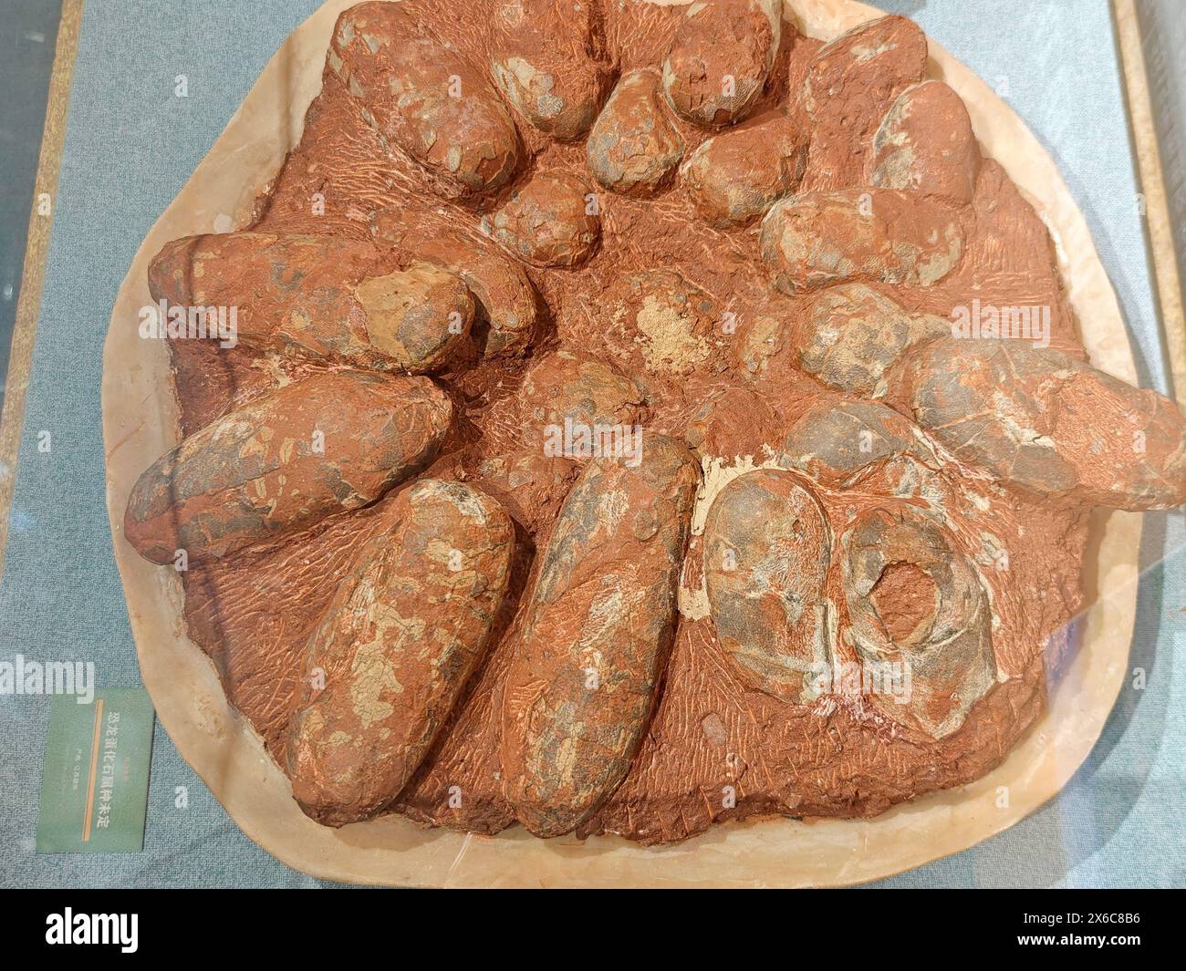 BEIJING, CHINA - MAY 2, 2024 - A fossilized dinosaur egg on display at ...
