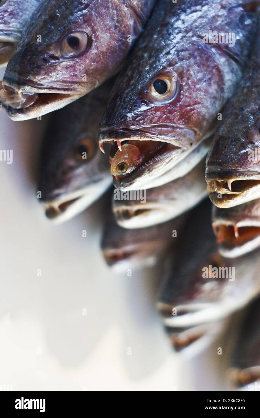 Raw Fish Heads Stock Photo - Alamy