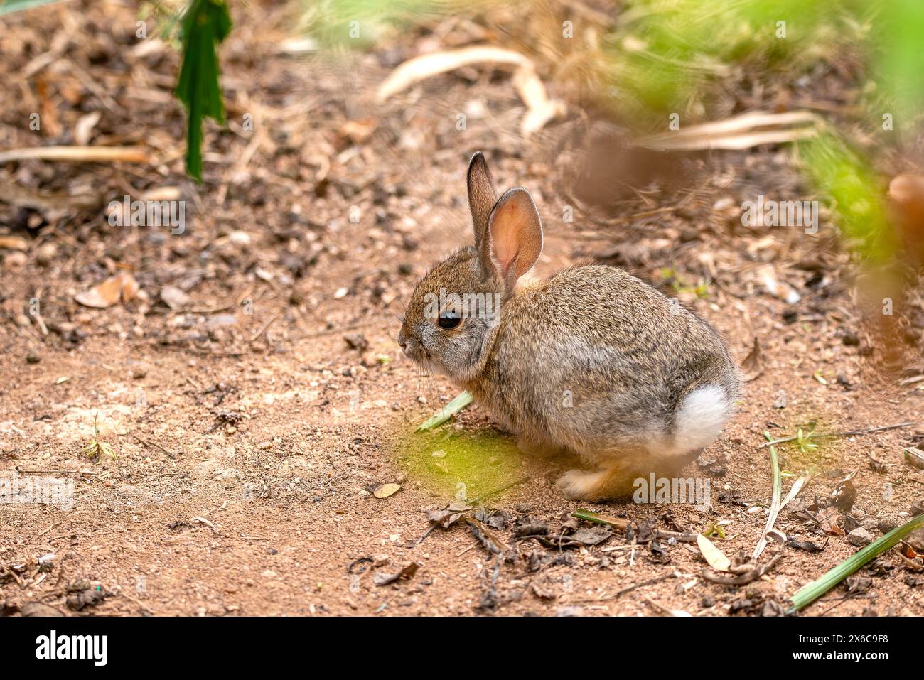 Cotton Tailed Rabbit Stock Photo - Alamy