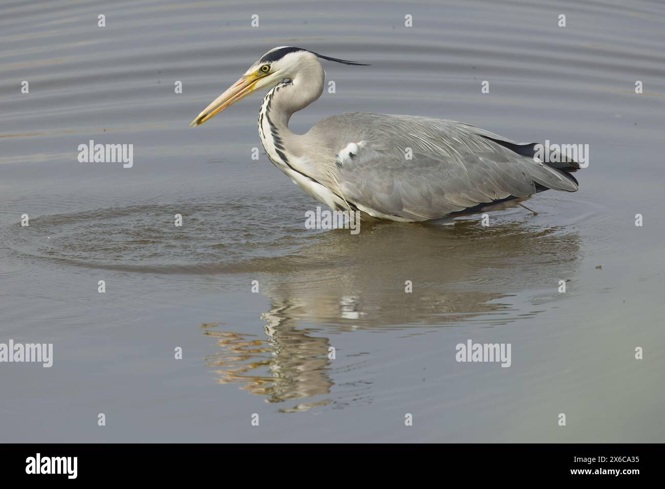 Heron like bird hi-res stock photography and images - Alamy