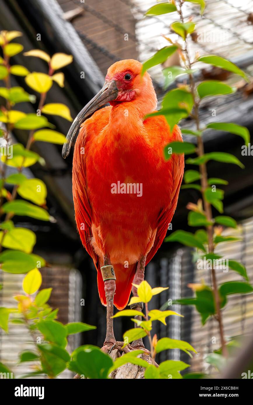 Ibis fauna hi-res stock photography and images - Alamy