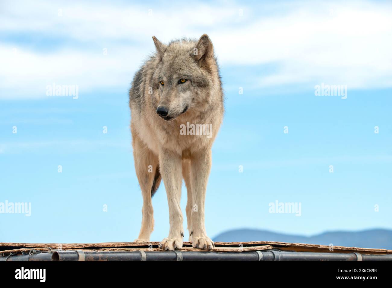 Mexican Grey Wolf Stock Photo - Alamy