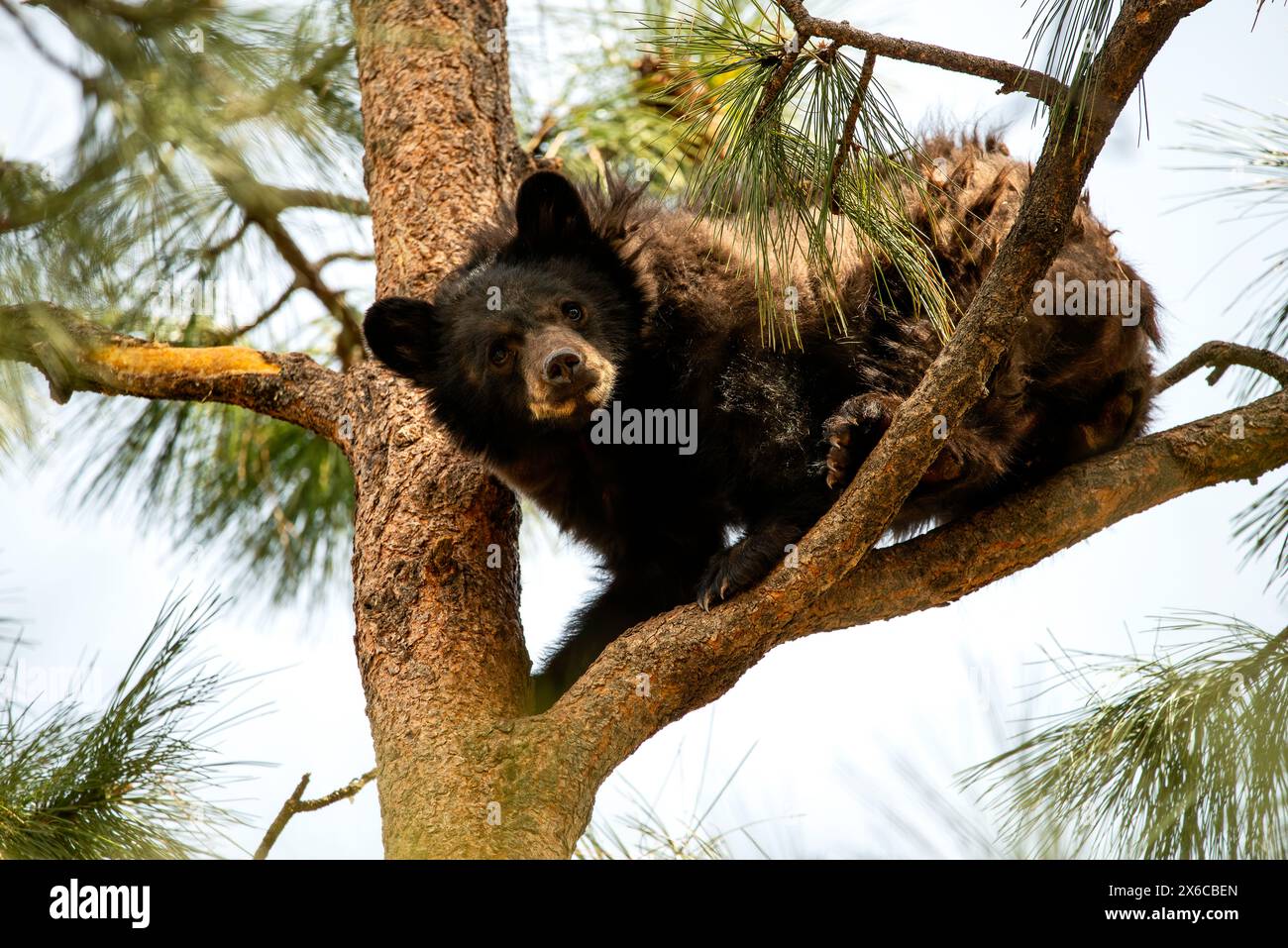 Black Bear in a Tree Stock Photo - Alamy