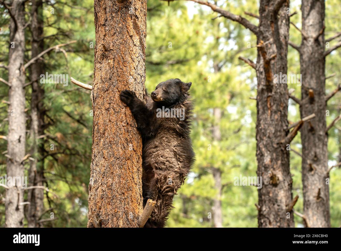 Black Bear in a Tree Stock Photo - Alamy