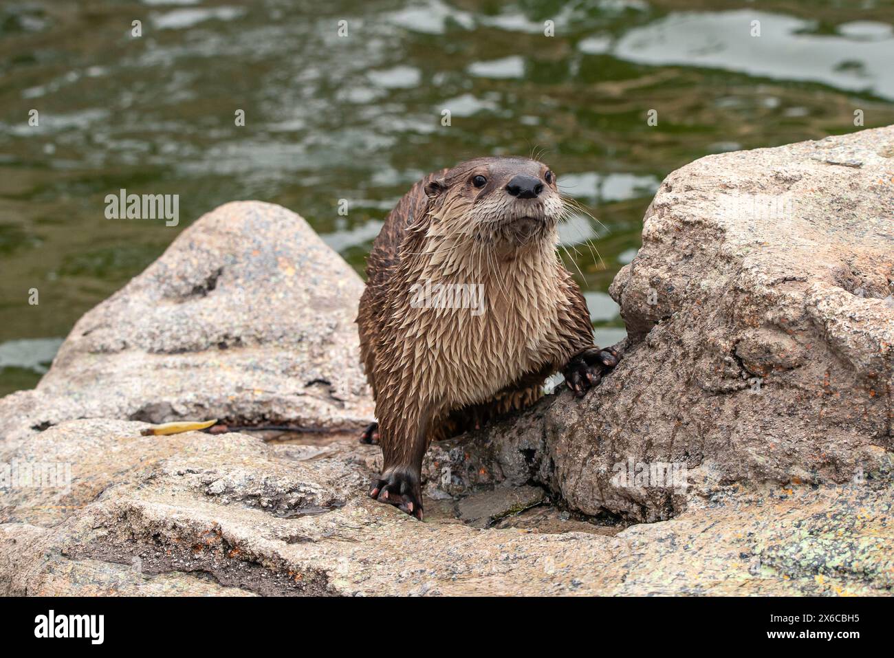 Beautiful sea otter swimming hi-res stock photography and images - Alamy