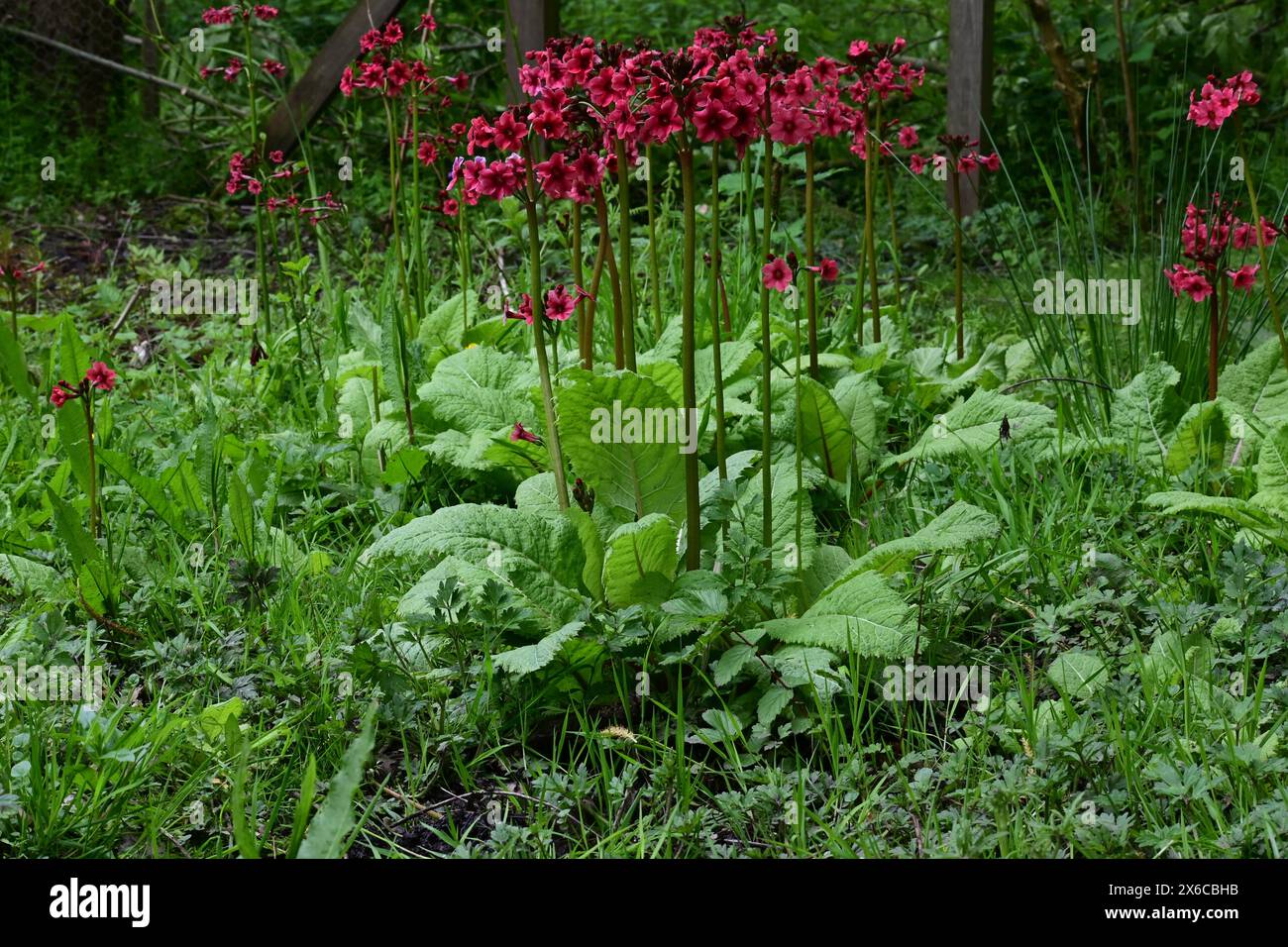 Primula beesiana - Candelabra Primula, Norfolk, England, UK Stock Photo ...