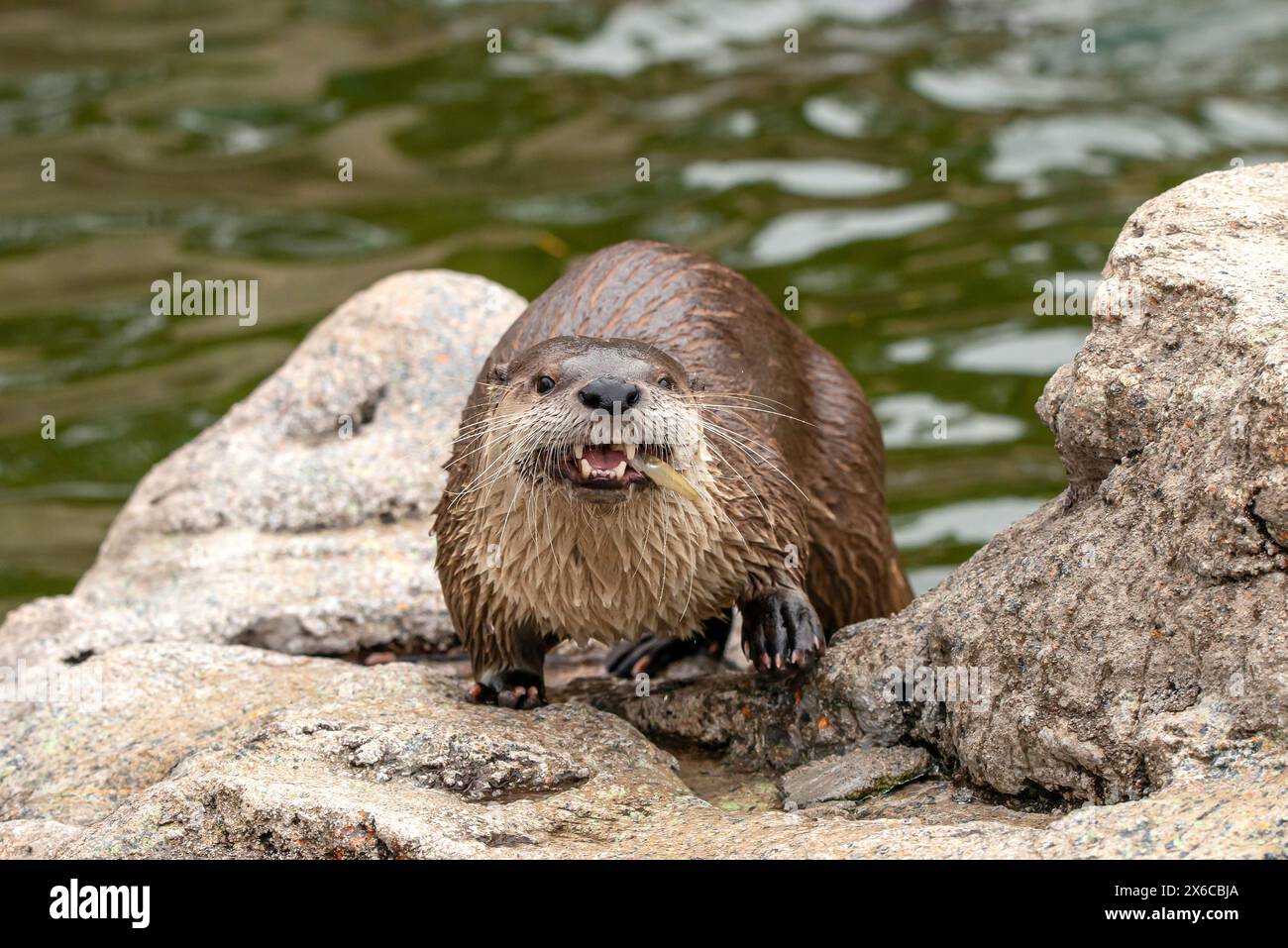 Giant otter isolated hi-res stock photography and images - Alamy