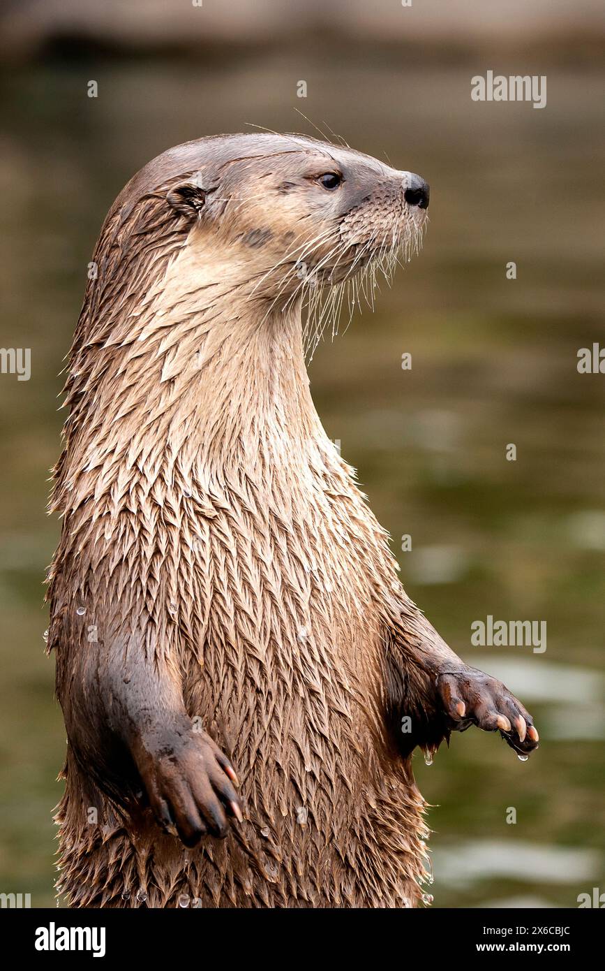 Giant otter isolated hi-res stock photography and images - Alamy
