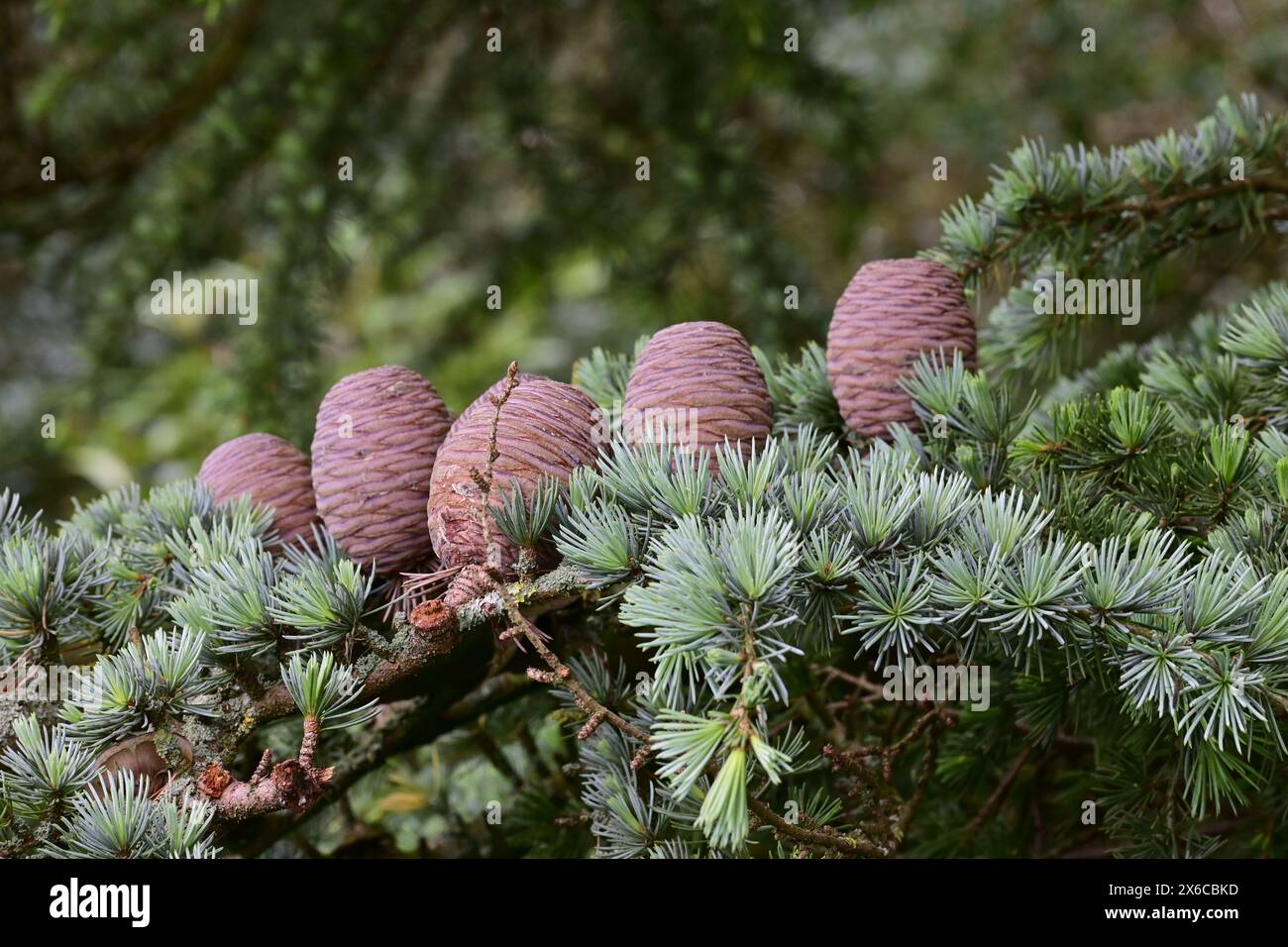 Blue Atlas Cedar - Cedrus atlantica, Norfolk, England, UK Stock Photo ...