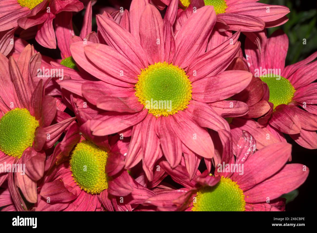 Dimorfoteca flowers with purple leaves and yellow and green center ...