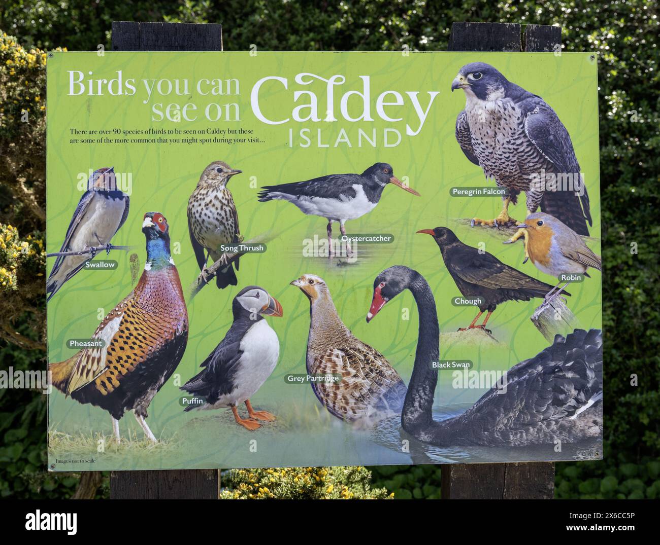 Tourist and birdwatching information board at Caldey Island, Tenby ...