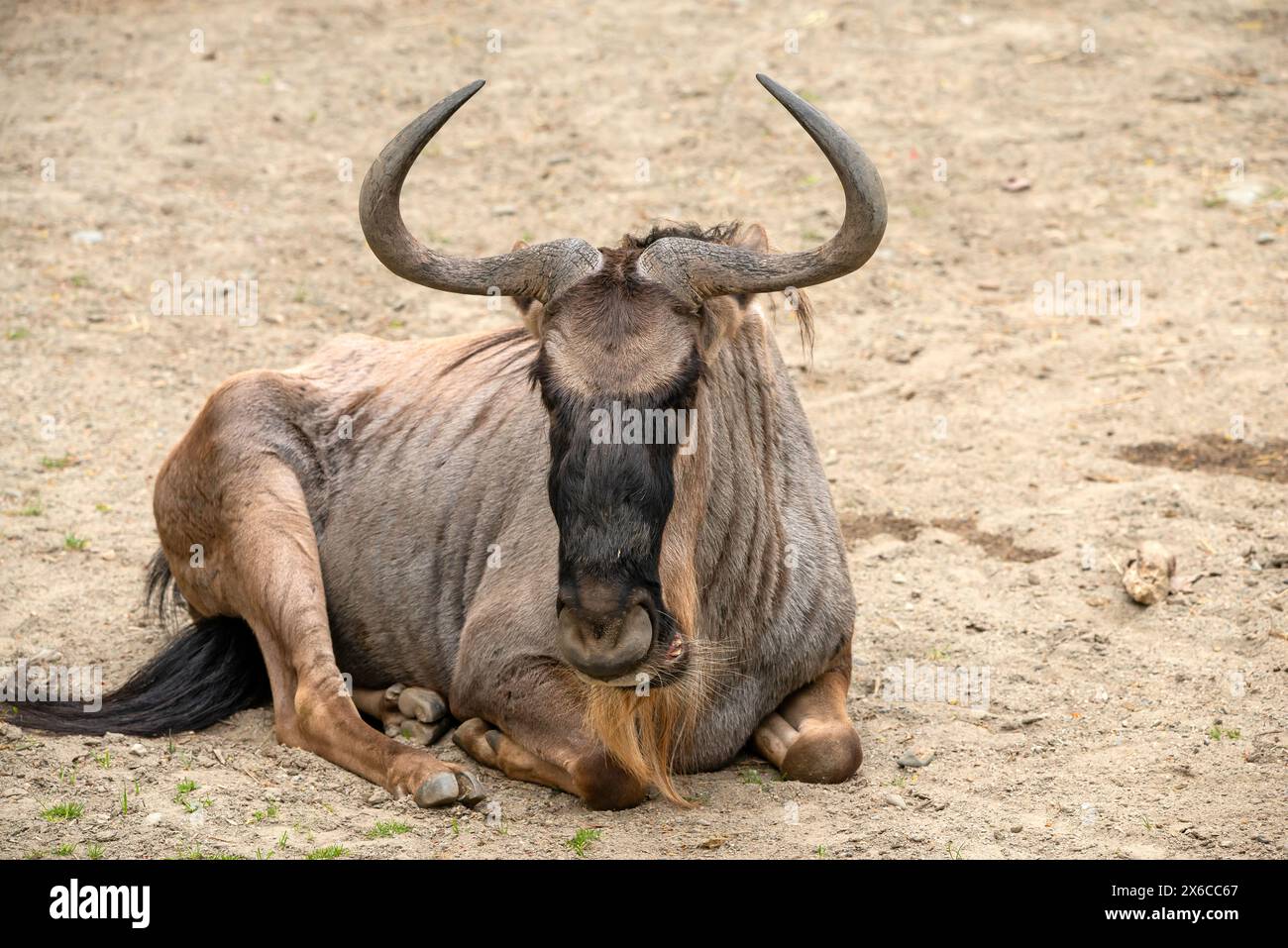 Blue wildebeest horn hi-res stock photography and images - Alamy