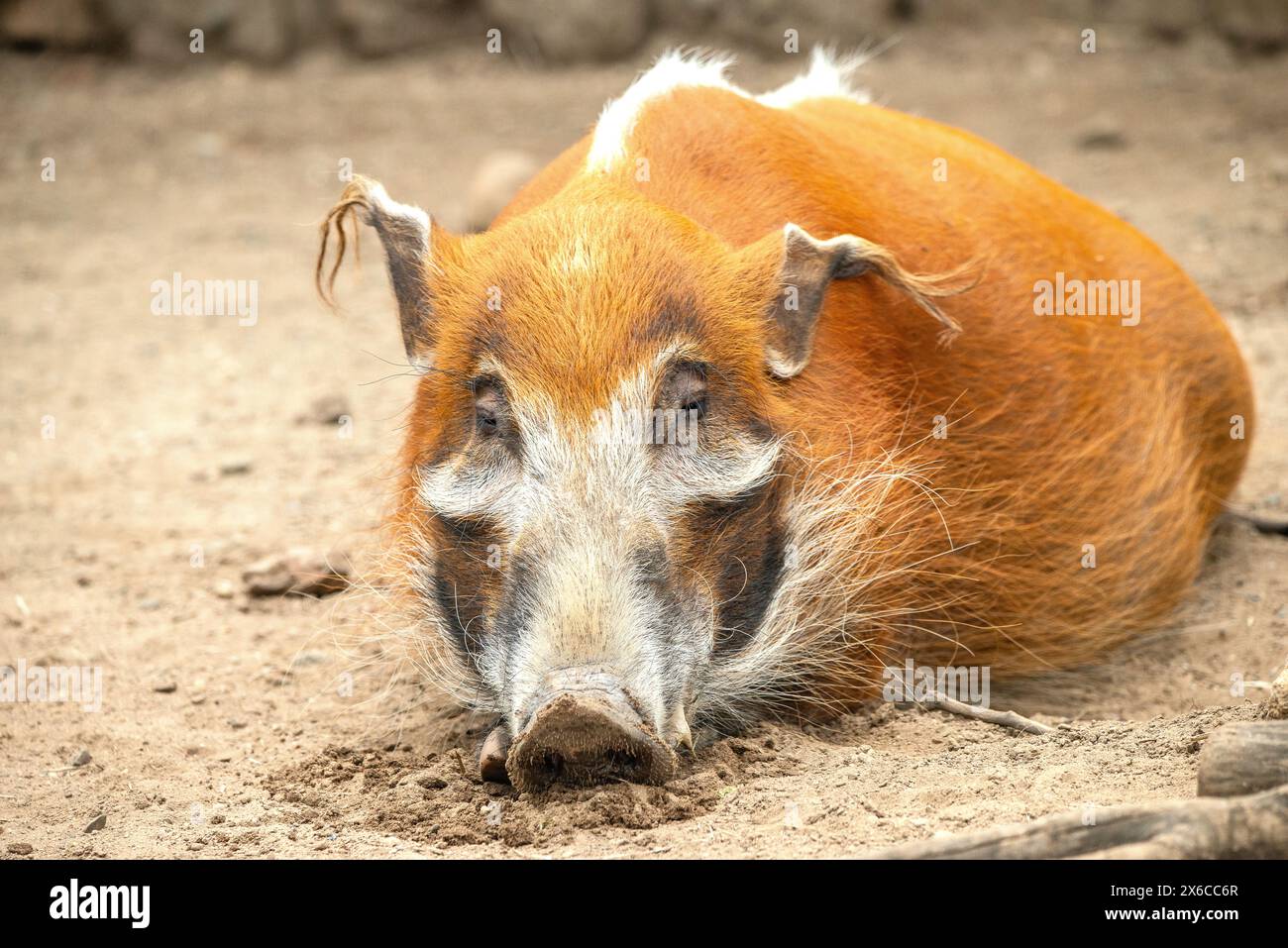 Red River Hog Stock Photo - Alamy