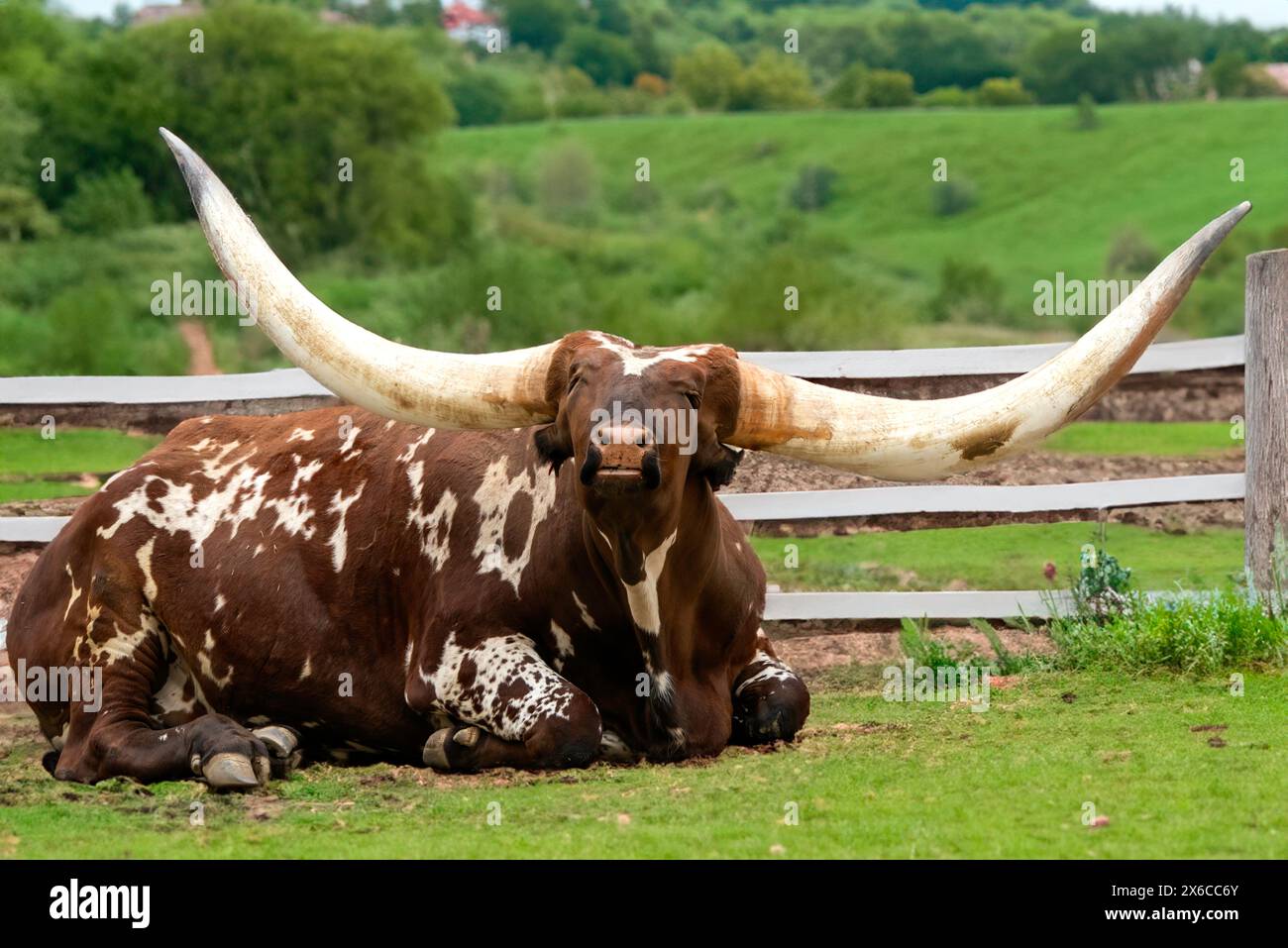 Texas Longhorn Cow Stock Photo - Alamy