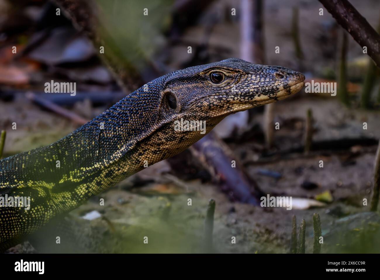 Common Water Monitor - Varanus salvator, portrait of beautiful large ...