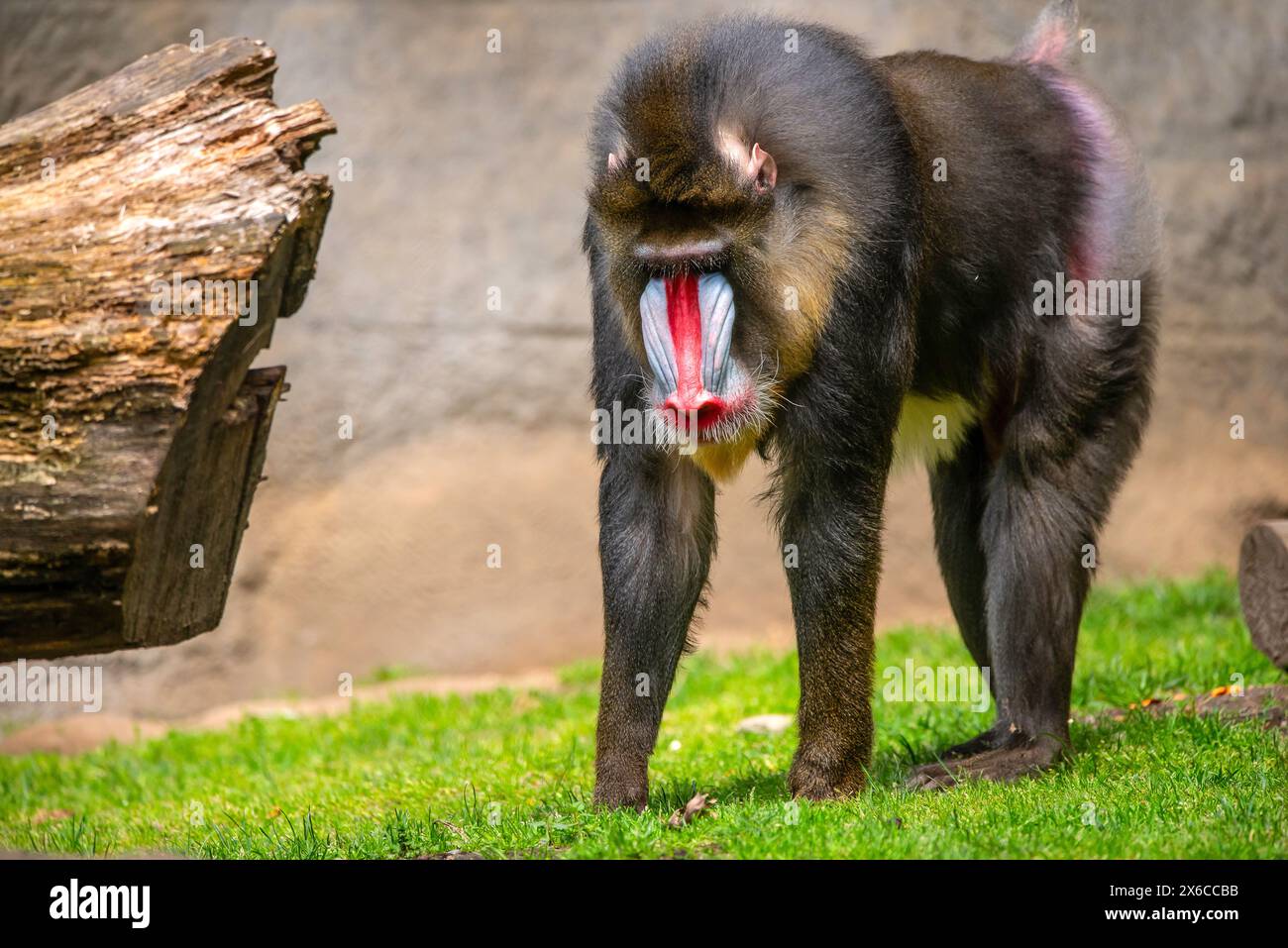 Mandrill face white background hi-res stock photography and images - Alamy