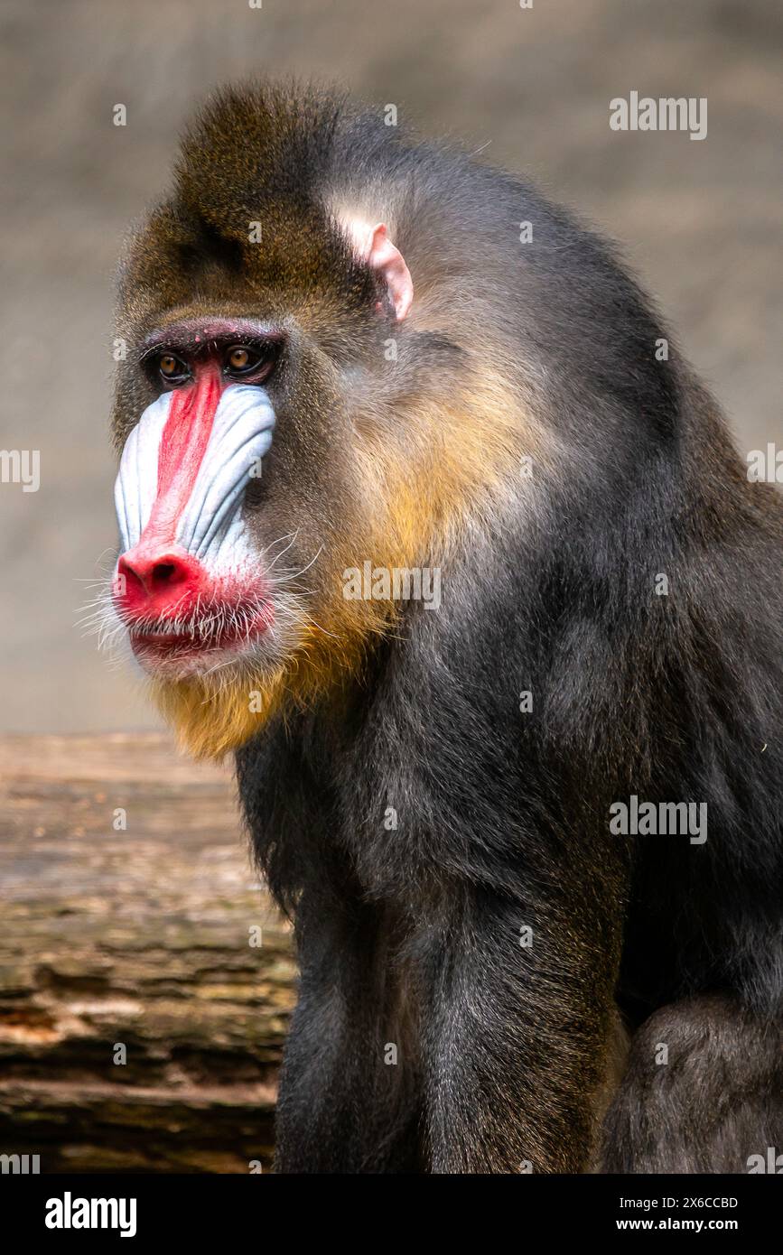 Mandrill face white background hi-res stock photography and images - Alamy