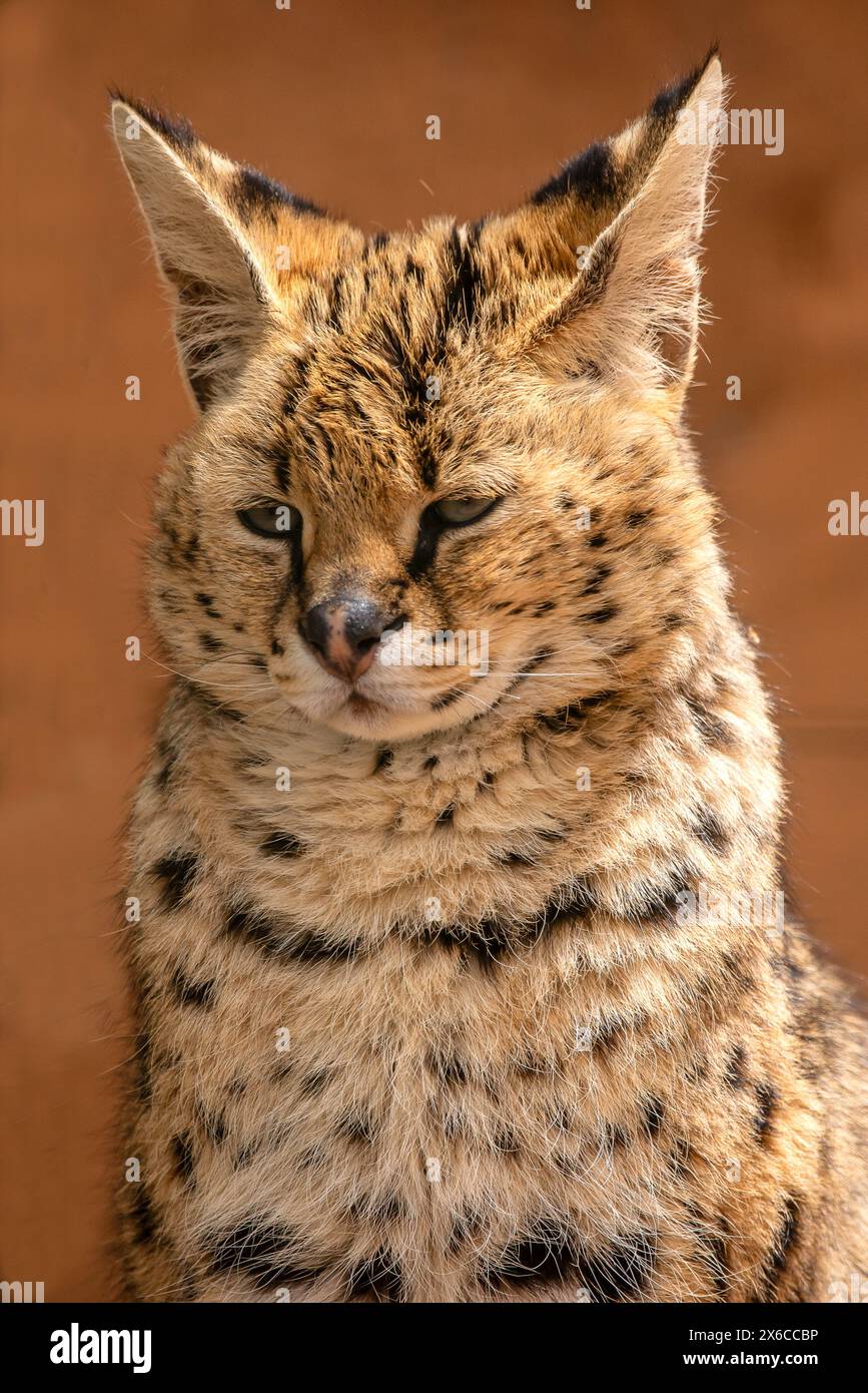 Beautiful serval wild cat hi-res stock photography and images - Alamy