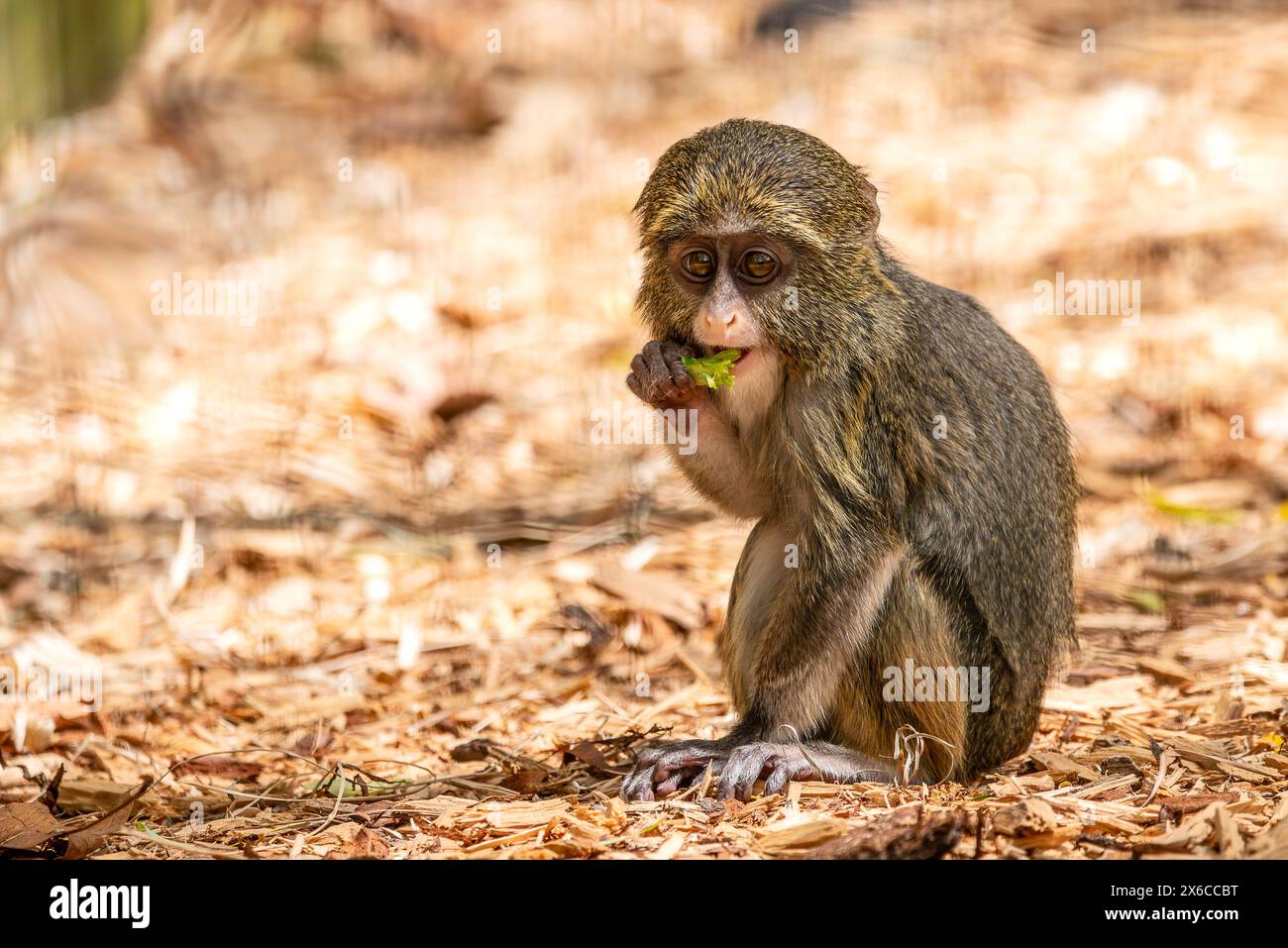 De brazzas closeup hi-res stock photography and images - Alamy