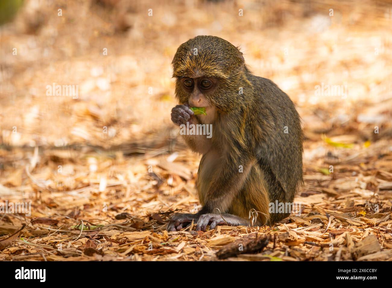 De Brazza's Monkey Stock Photo - Alamy