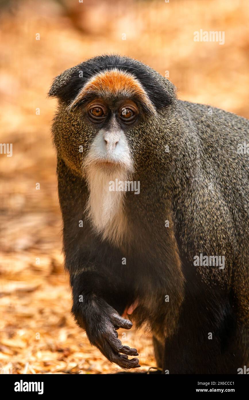 Brazzas black and hi-res stock photography and images - Alamy