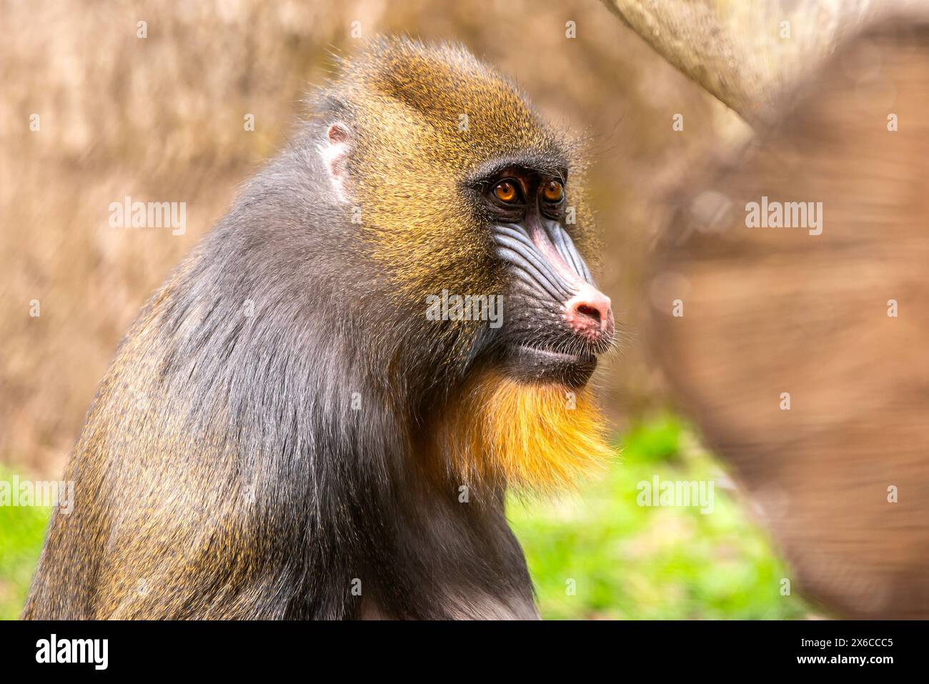 Mandrill animal hi-res stock photography and images - Alamy