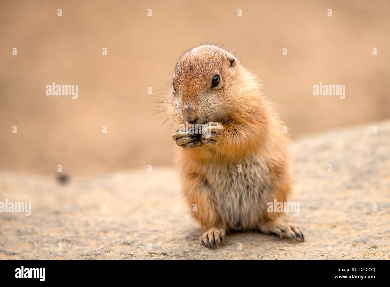 Prairie dog drawing hi-res stock photography and images - Alamy