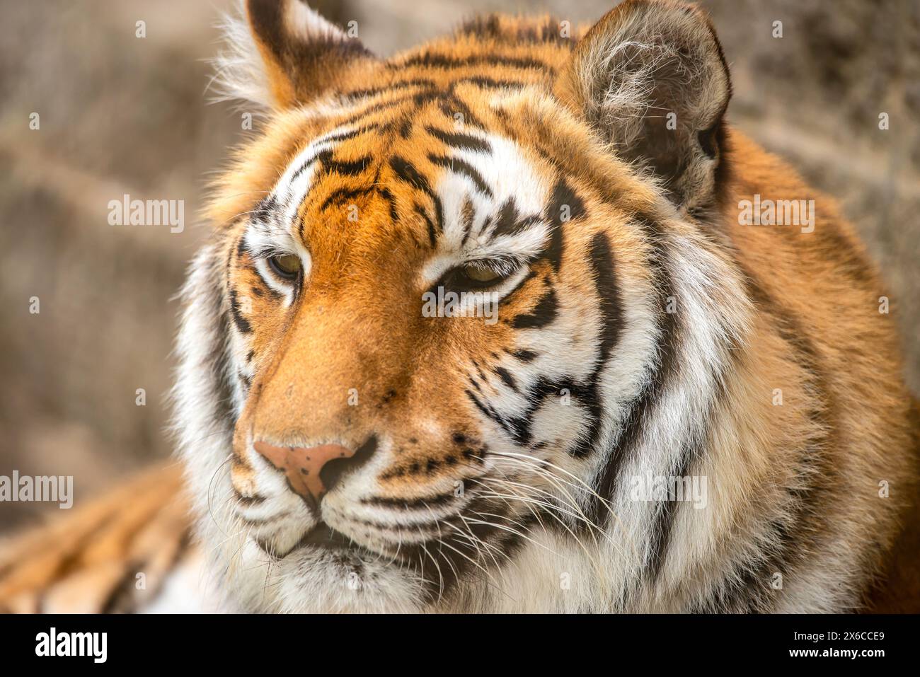 Sumatran tiger face tigers hi-res stock photography and images - Alamy