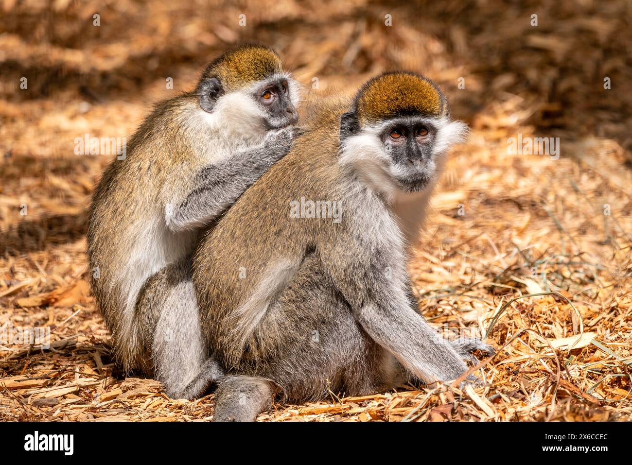 Savanna monkey hi-res stock photography and images - Alamy
