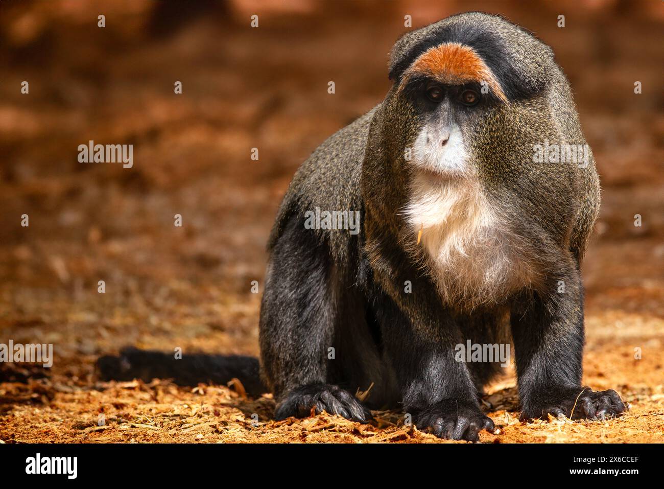 Brazzas black and hi-res stock photography and images - Alamy