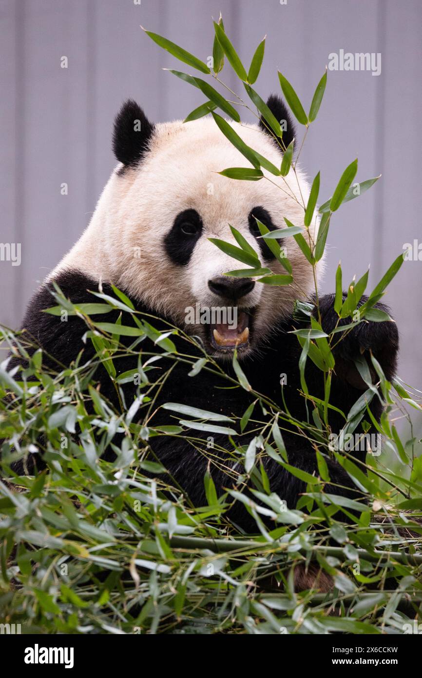 Cute giant panda (Tian Tian) eating bamboo in Washington DC Smithsonian ...