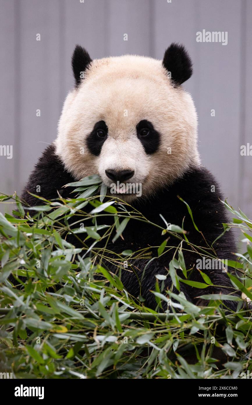 Cute giant panda (Tian Tian) eating bamboo in Washington DC Smithsonian ...