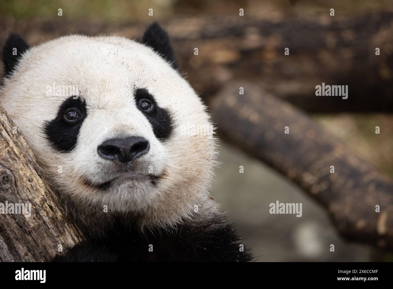 Cute giant panda cub/ baby (Xiao Qi Ji) in Washington DC Smithsonian's ...
