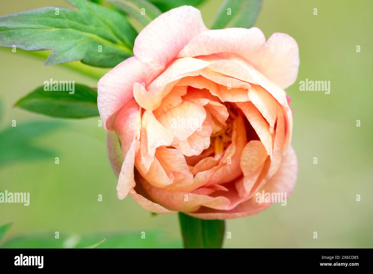 Paeonia lutea harvest hi-res stock photography and images - Alamy
