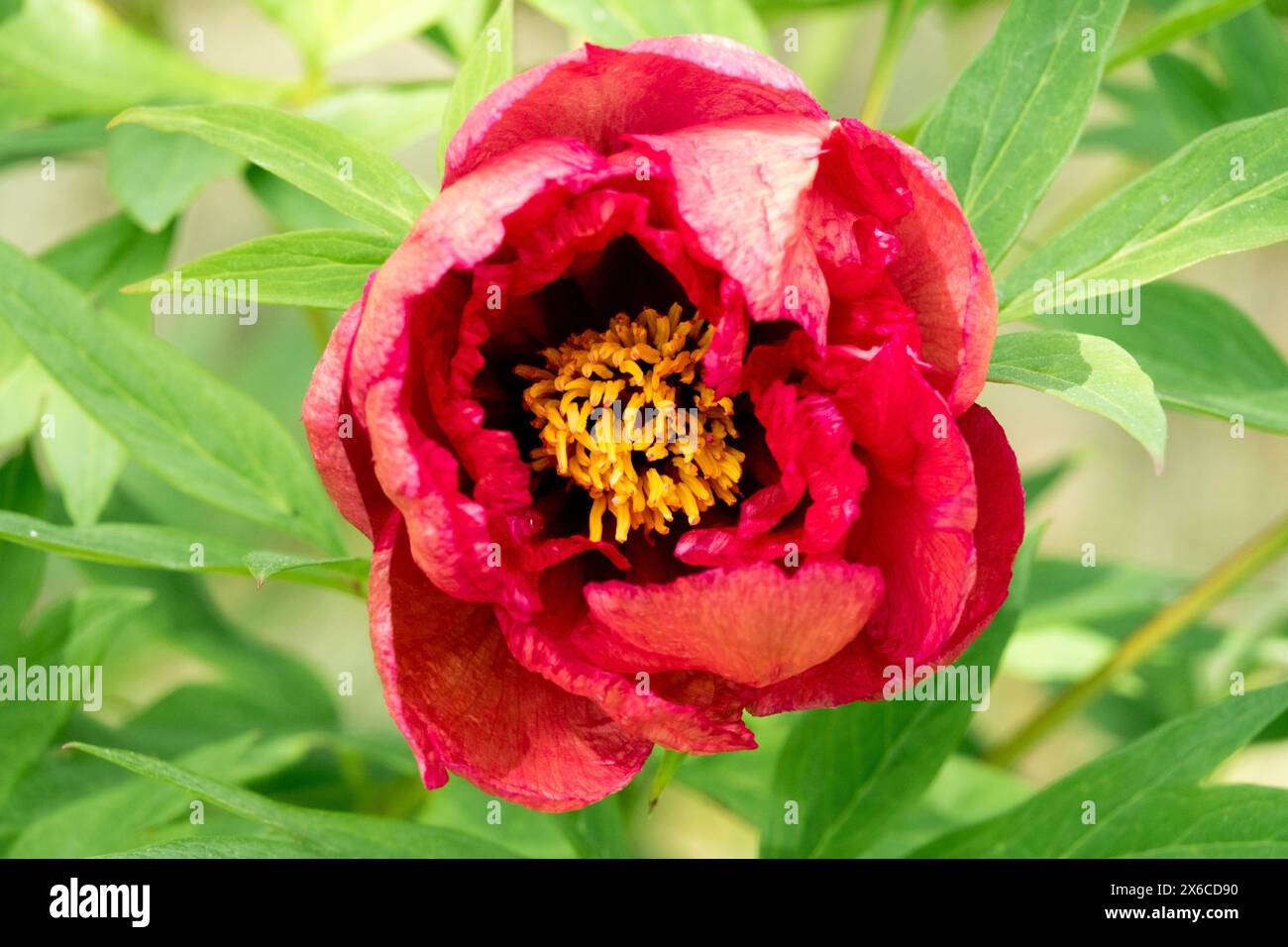 Paeonia Lutea Hybrid Tree Peony Peonies Red Paeonia "Strawberry Delight ...