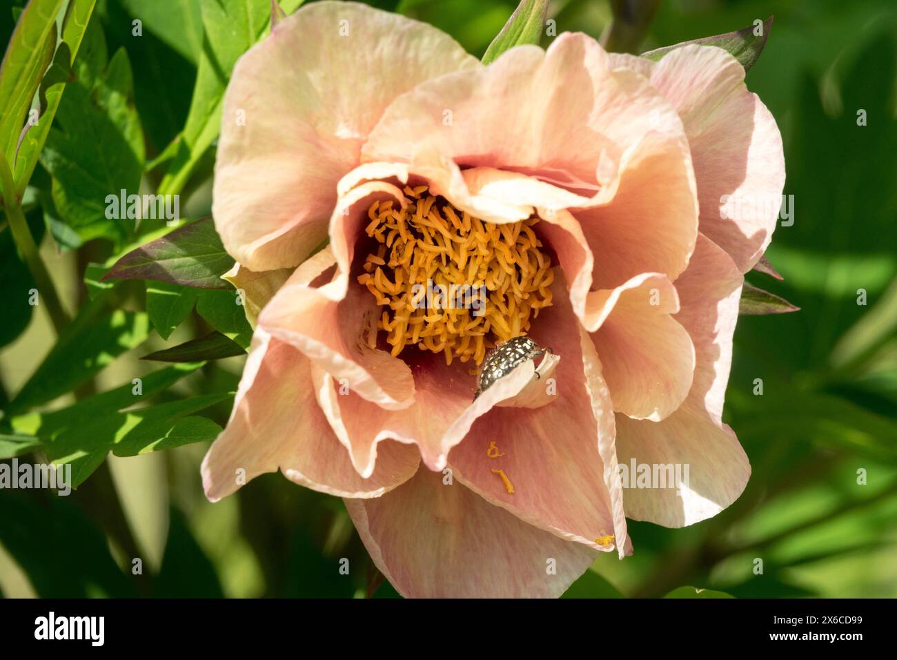 Marchioness hi-res stock photography and images - Alamy