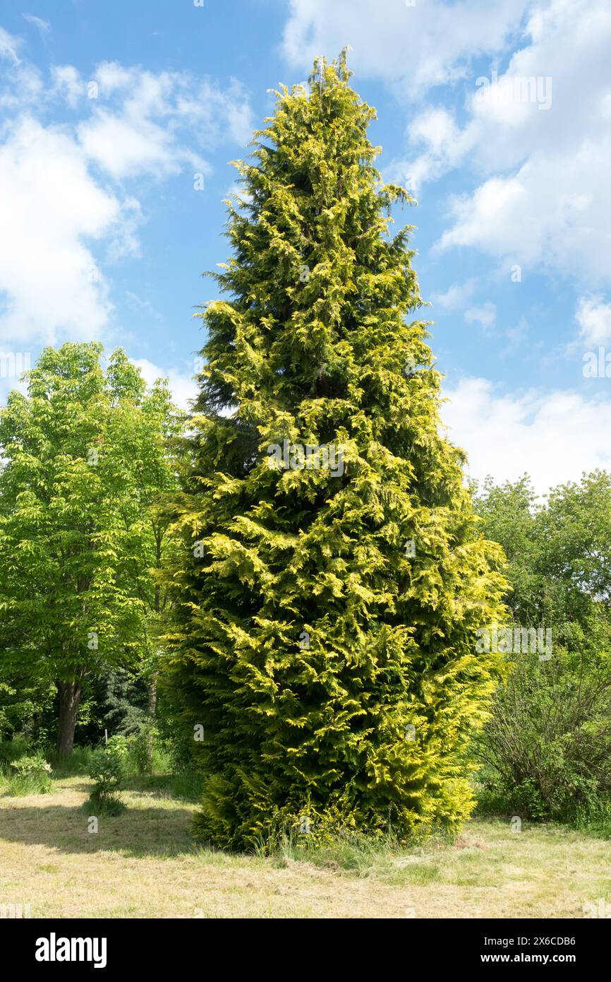 Lawson False Cypress Chamaecyparis lawsoniana "Lane" Conical, Tree ...
