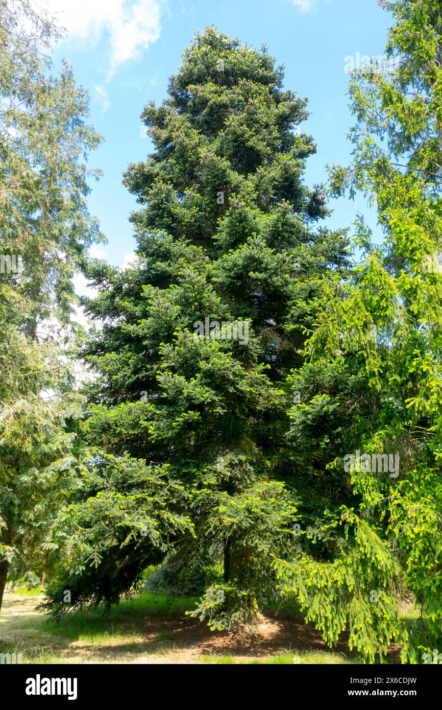 Greek Fir Abies cephalonica Tree Stock Photo - Alamy