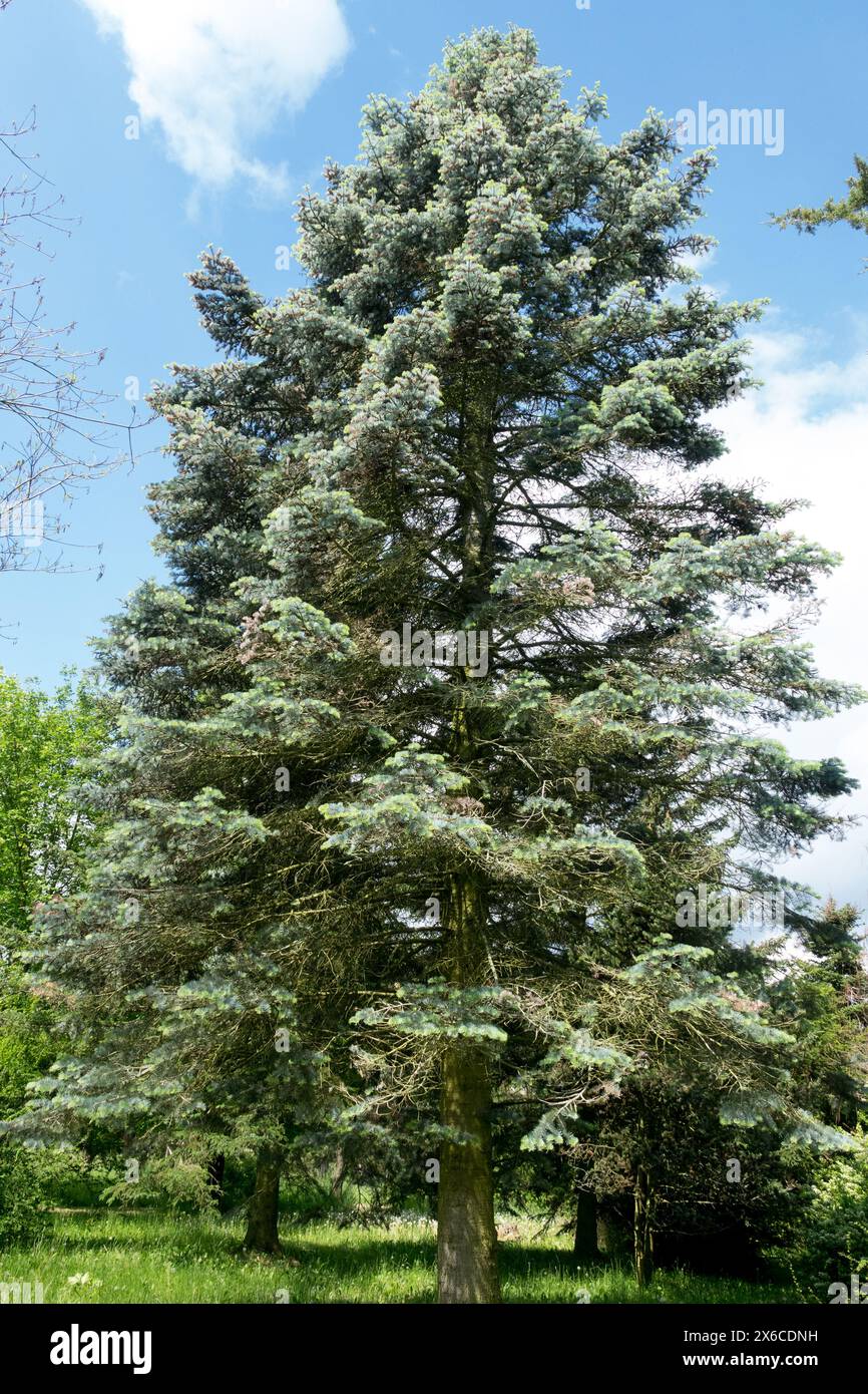 Colorado Fir, Abies concolor, White Fir, Tree Trees Stock Photo - Alamy