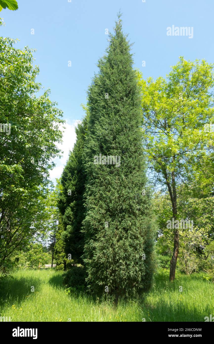 Juniperus scopulorum Rocky Mountain Juniper, Conical, Tree Stock Photo ...