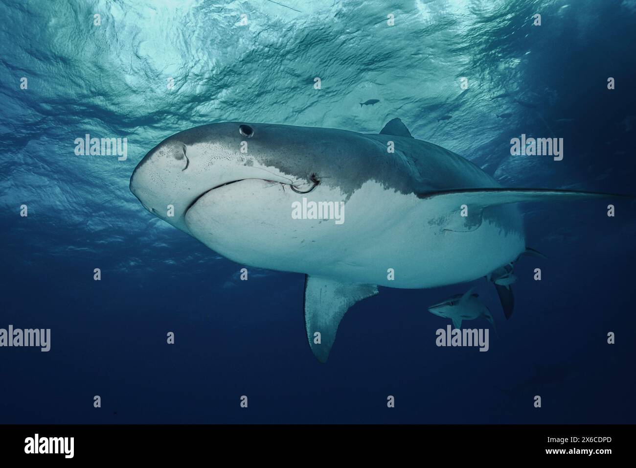 Bahamas shark dive with great hammerhead shark and tiger shark in the deep of Tiger Beach Stock ...