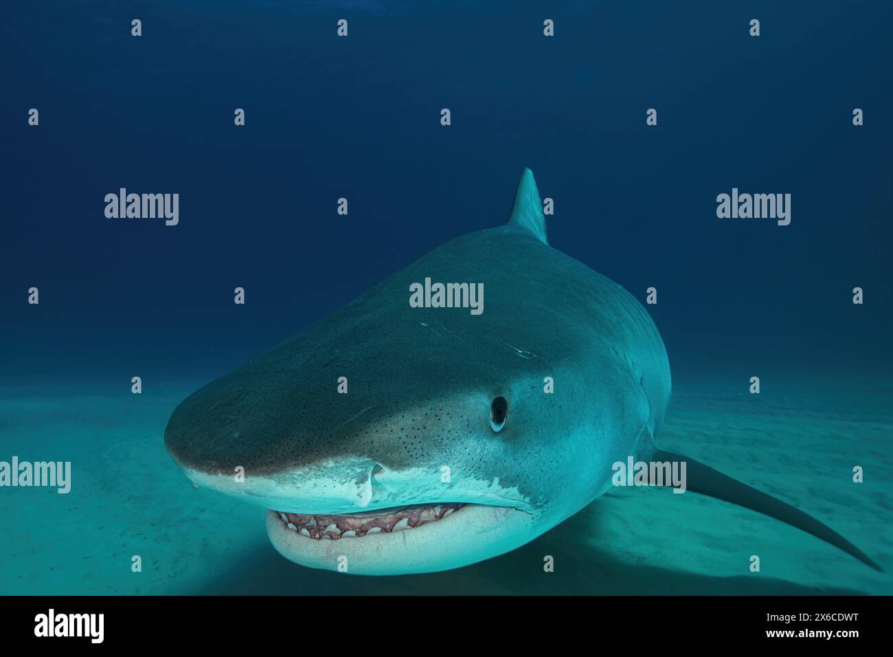 Bahamas shark dive with great hammerhead shark and tiger shark in the deep of Tiger Beach Stock ...