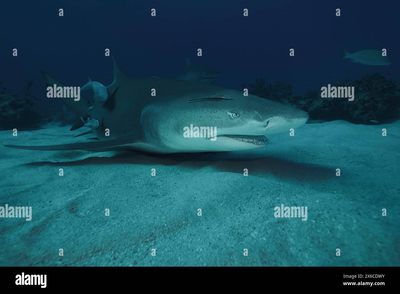 Bahamas shark dive with great hammerhead shark and tiger shark in the deep of Tiger Beach Stock ...